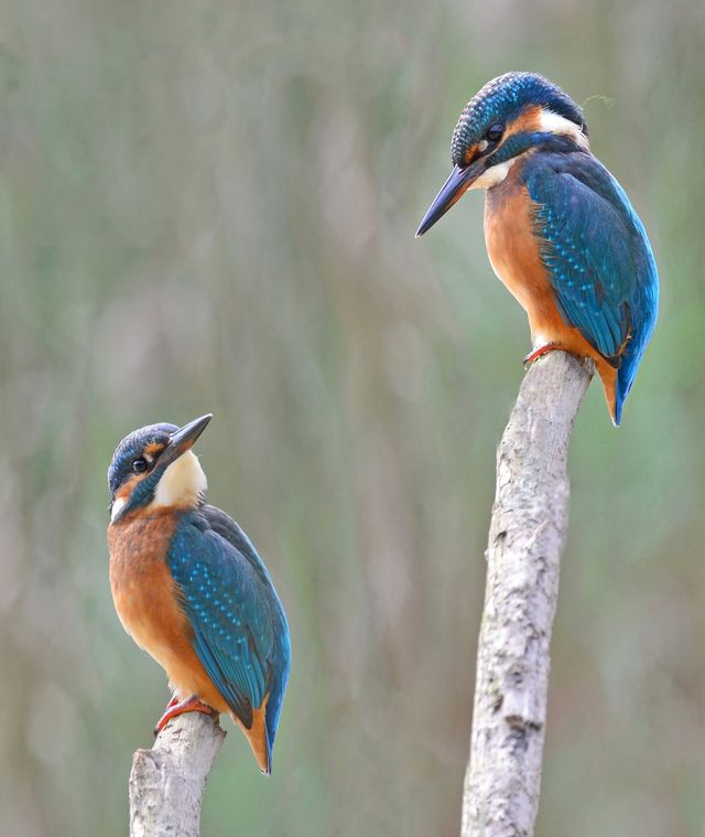 Der Eisvogel: Ein Vogelportrait für Vogelbeobachter