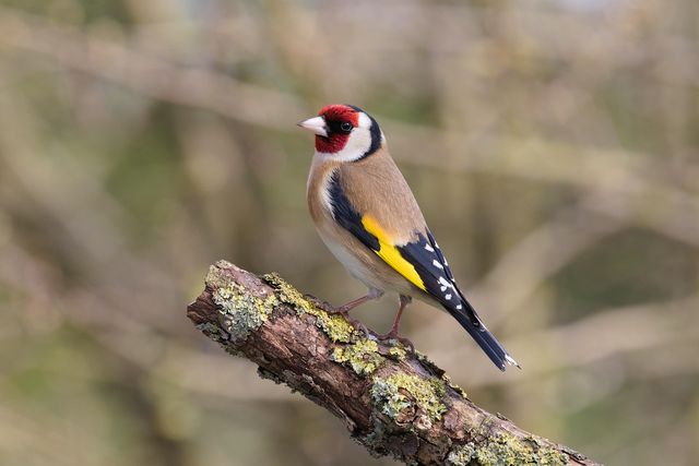 Der Stieglitz: Ein Vogelporträt