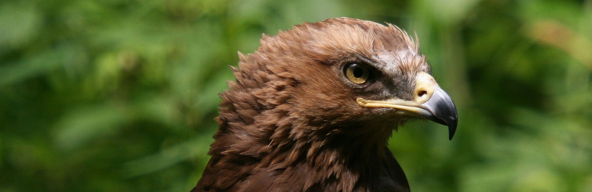 Vogelbeobachtung in Ostdeutschland | Adler in Deutschland