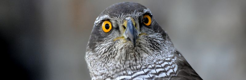 Habicht - Vogelportrait | birdingtours