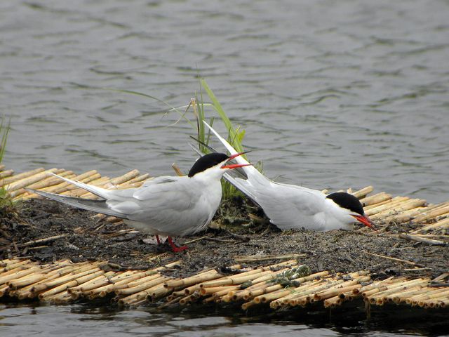 Vögel auf Texel | Vögel beobachten an der Nordsee| birdingtours
