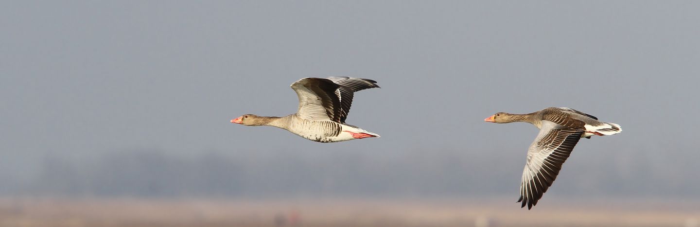 Einsteigertipp: Kranich, Wildgans oder Kormoran?