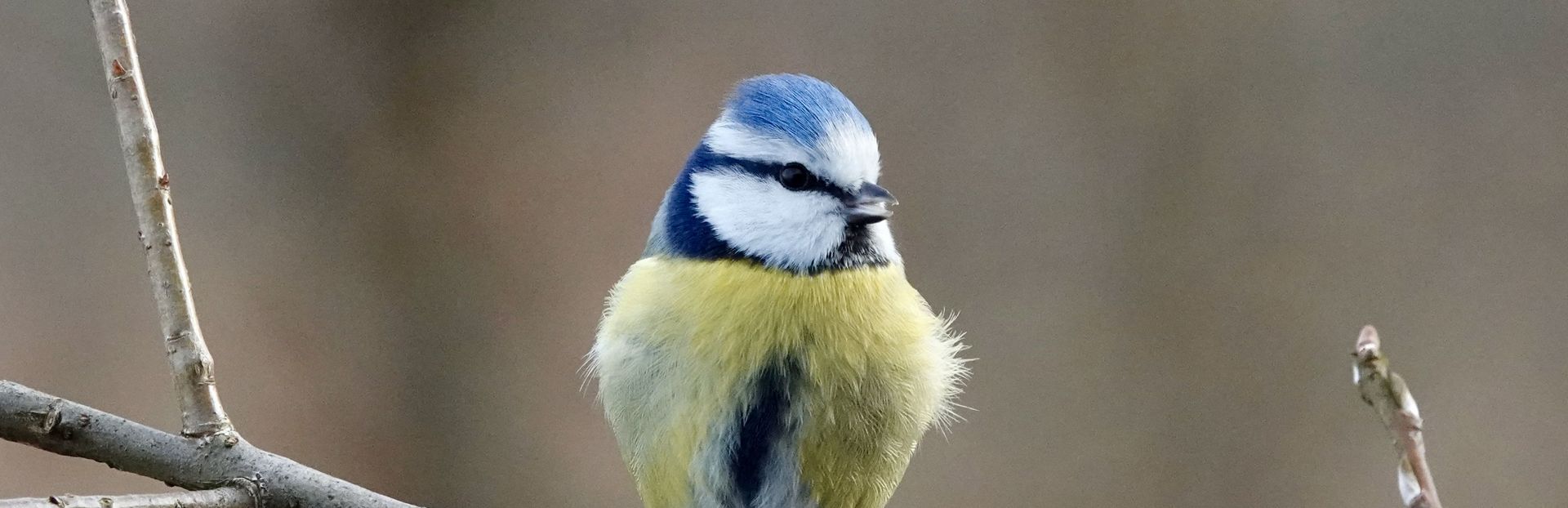 Blaumeise – Brutrekord, Gesang und Bestand