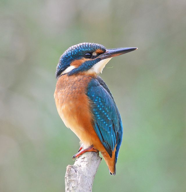 Der Eisvogel: Ein Vogelportrait für Vogelbeobachter